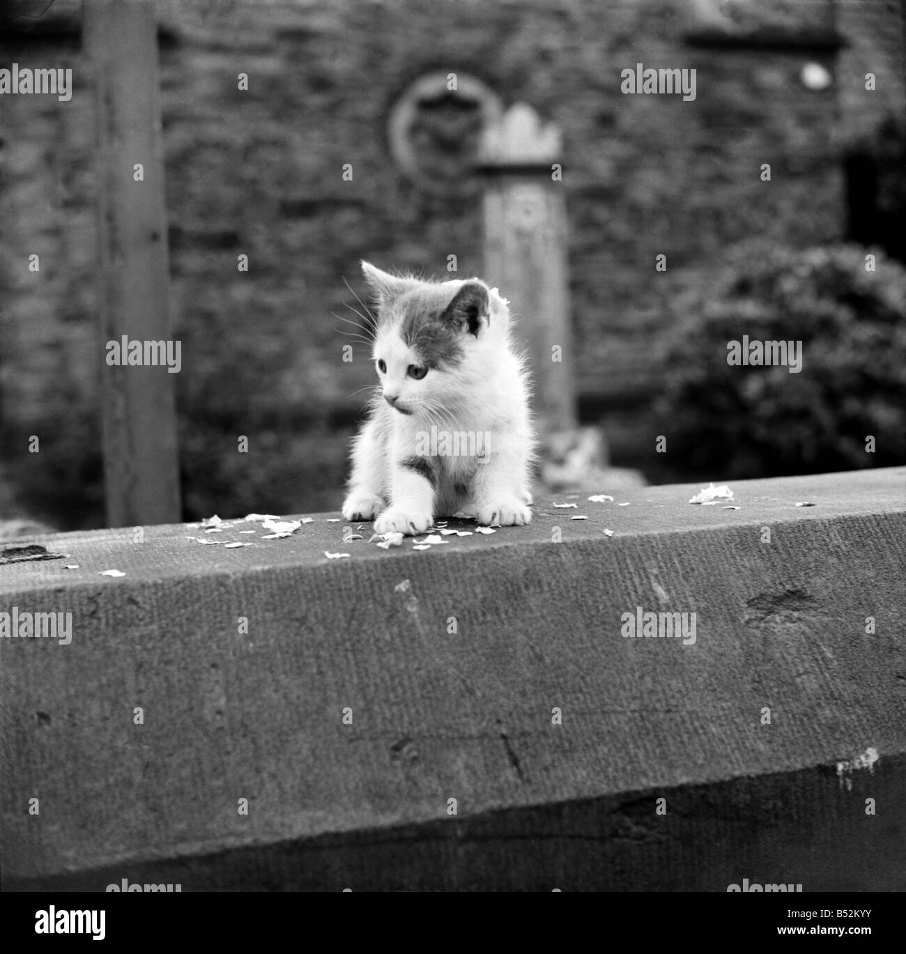 After her wedding Black and White Stock Photos & Images - Alamy