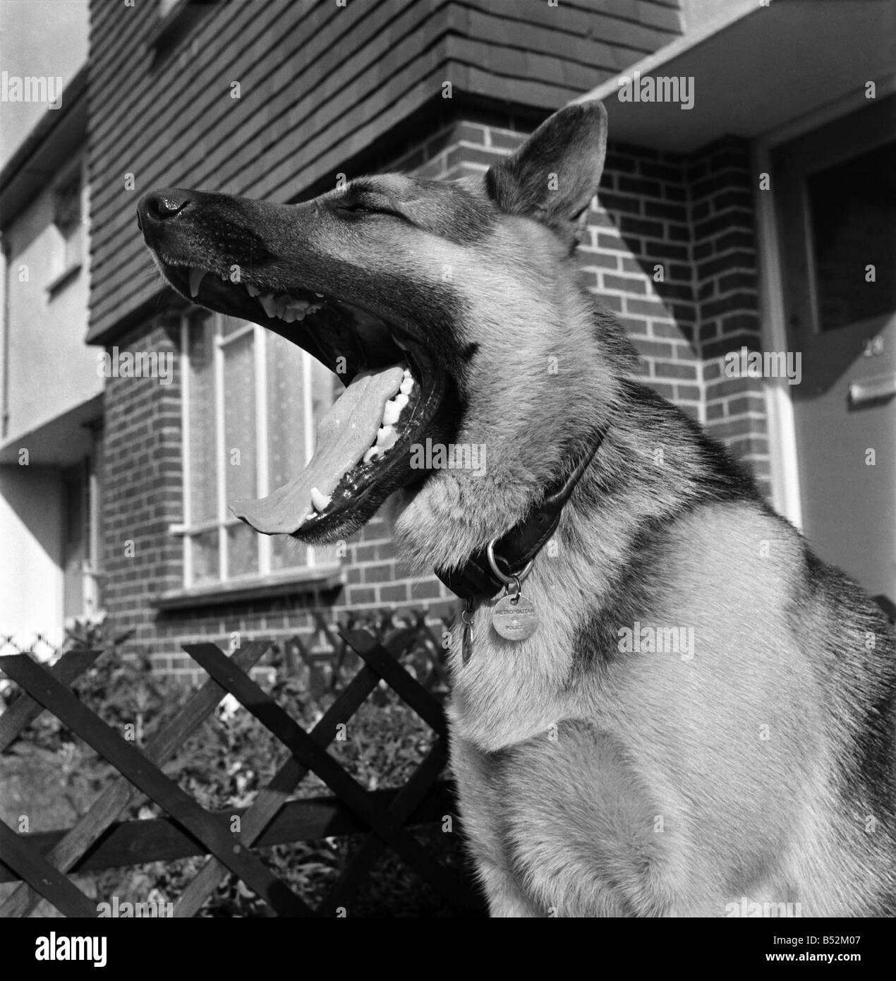 Earl - Alsatian, Police Dog. September 1952 C4461 Stock Photo - Alamy