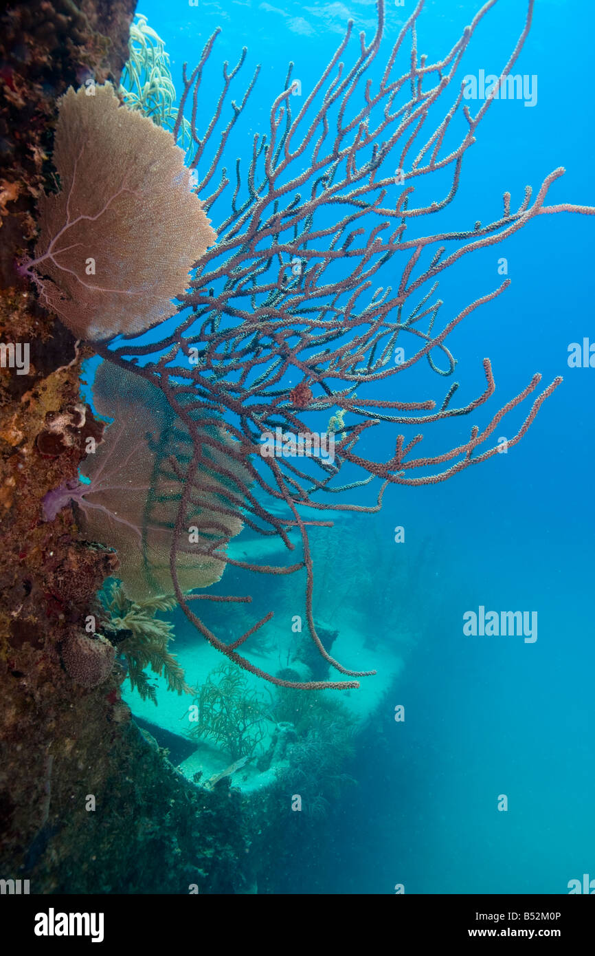 Coral prince hi-res stock photography and images - Alamy