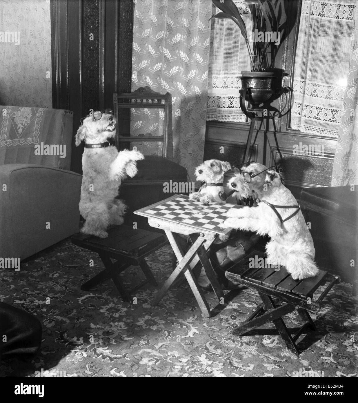 Dogs playing Chequers. September 1952 C4742-001 Stock Photo - Alamy