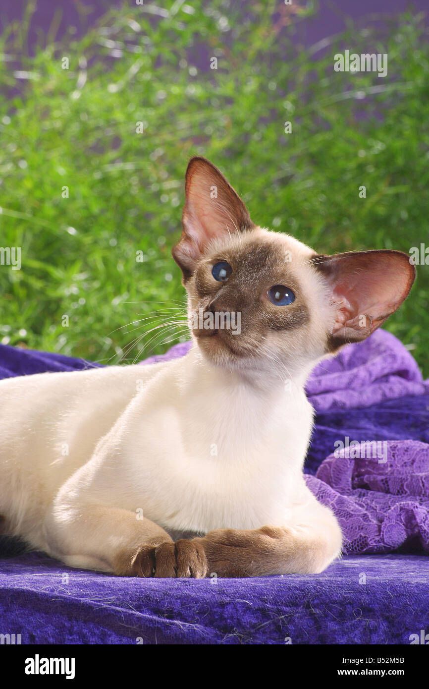 Siamese cat. Adult lying on a blanket in a garden Stock Photo - Alamy