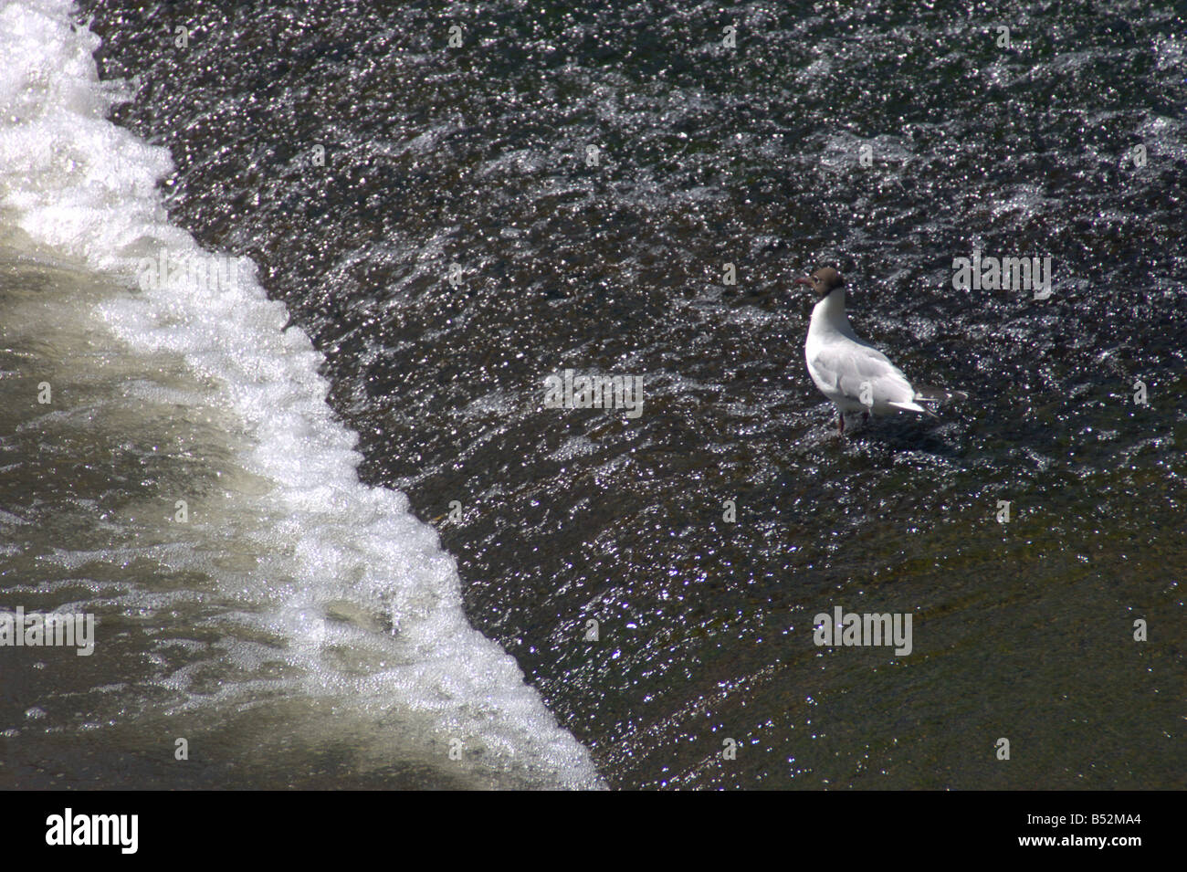 Fast flowing river with bird hi-res stock photography and images - Alamy