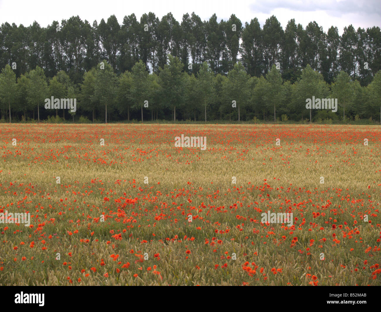 wheat field poppies woodland treeline windbreak denver the fens norfolk ...