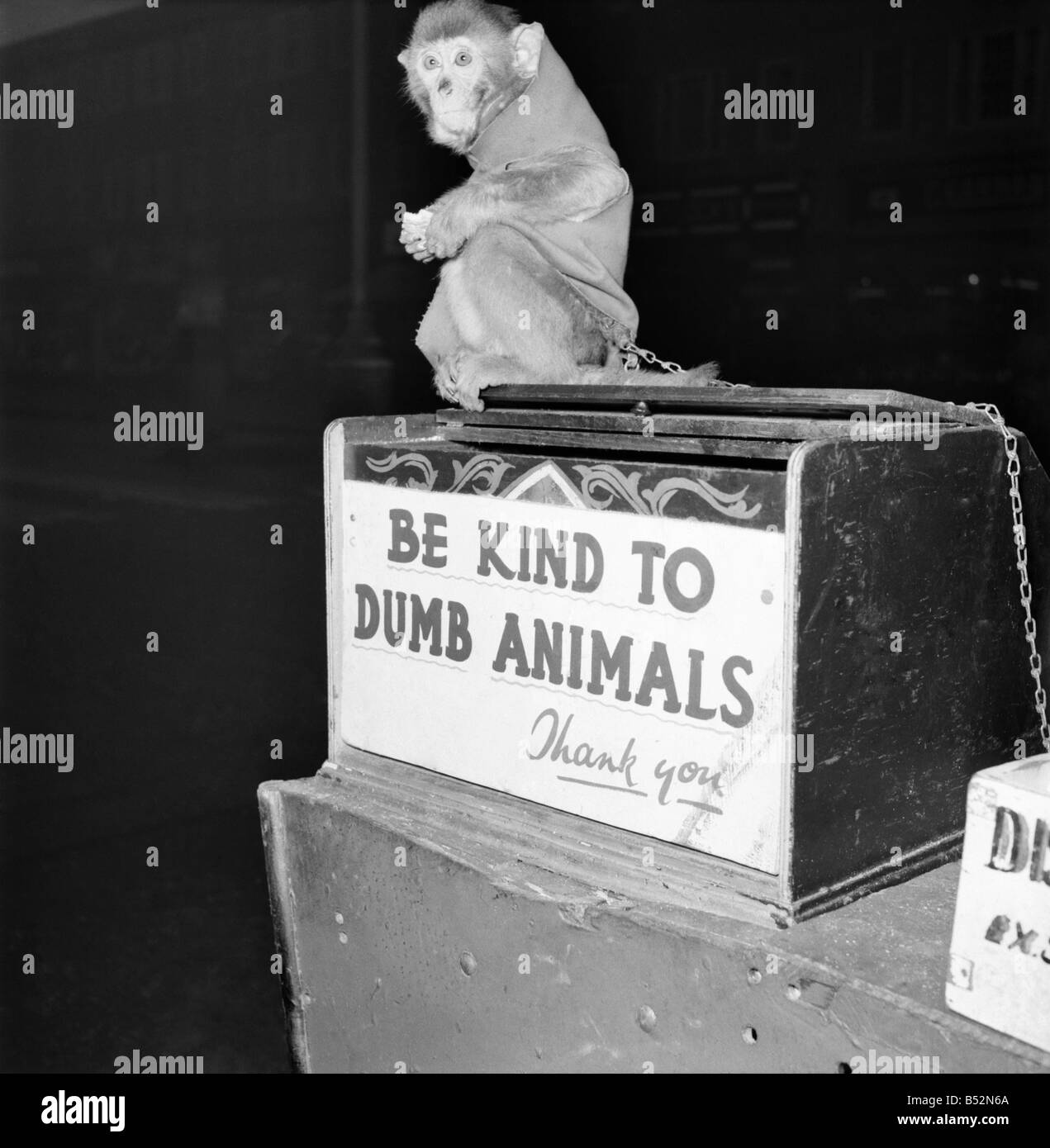 Circus monkey hi-res stock photography and images - Alamy