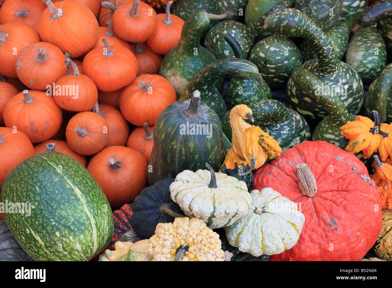 Multicoloured multicolored and multishaped pumpkins Stock Photo - Alamy