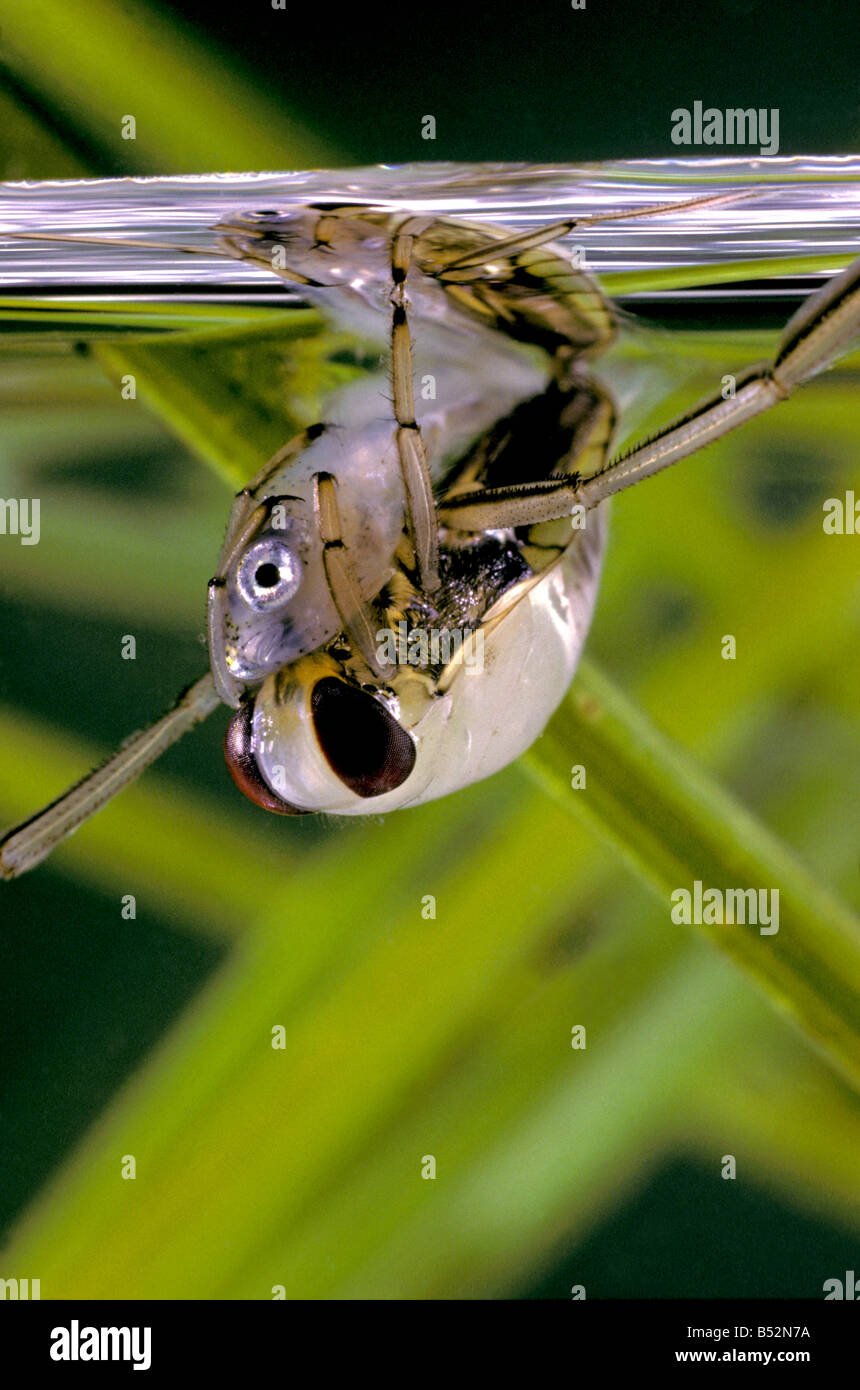 A Backswimmer (Notonecta undulata) with captured minnow trout, Colorado ...