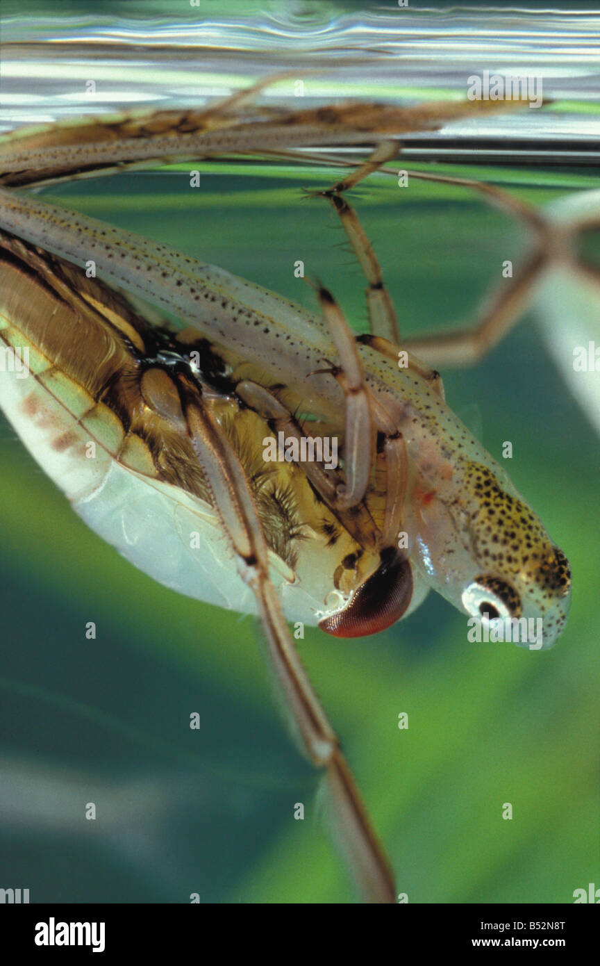 A Backswimmer (Notonecta undulata) with captured minnow trout, Colorado ...