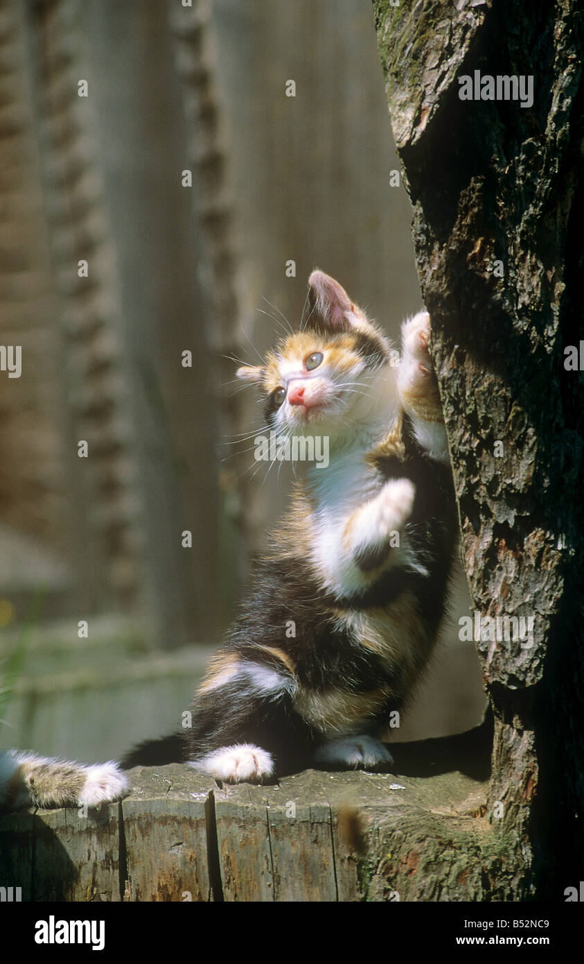 domestic kitten - standing Stock Photo - Alamy