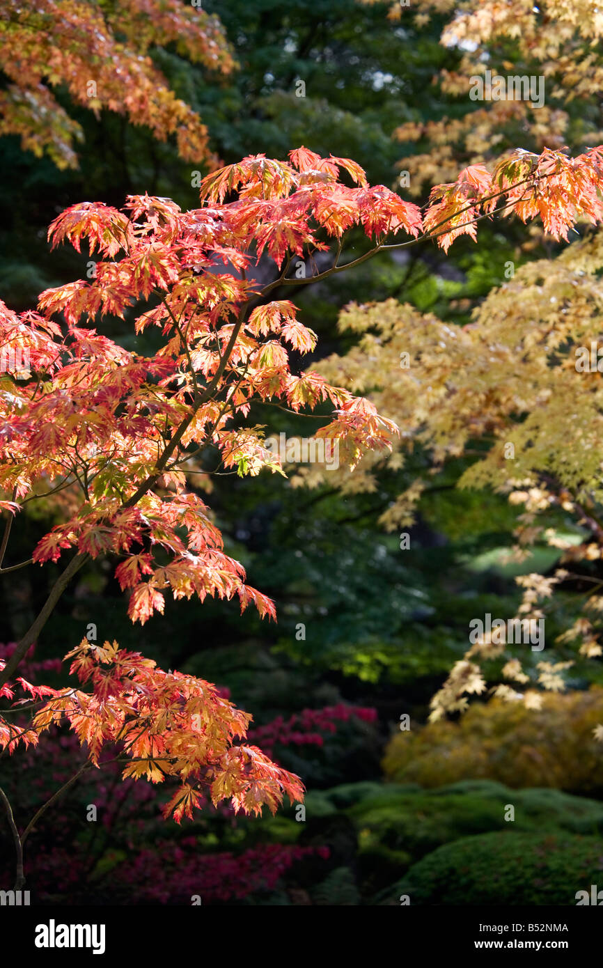 Acer trees hi-res stock photography and images - Alamy