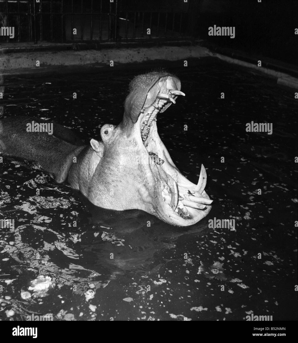 A Hippo seen here at London Zoo. April 1954 D3352 Stock Photo - Alamy