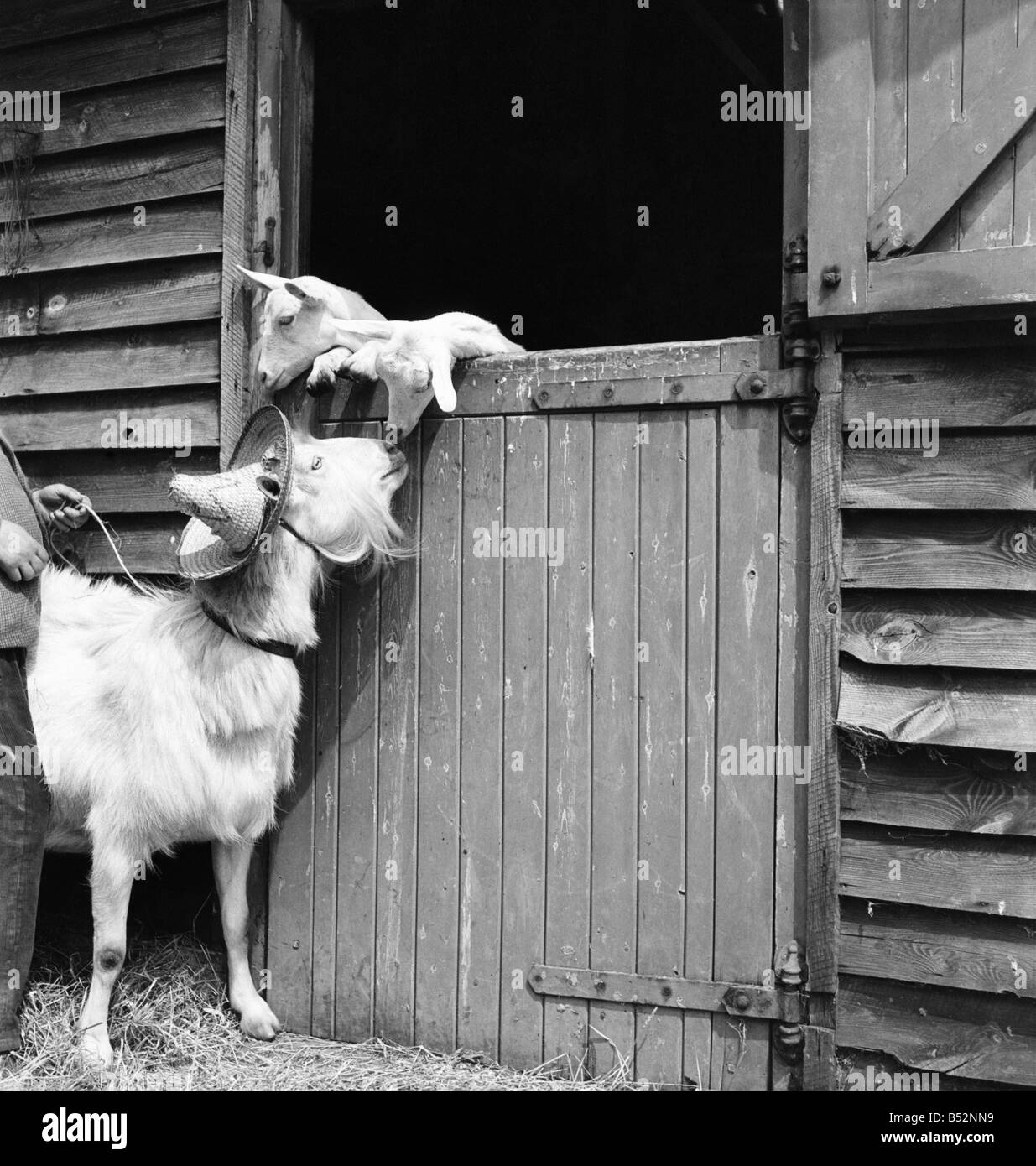 Animals Humour. Nanny Goat wearing hat while she watches her Kids. July ...