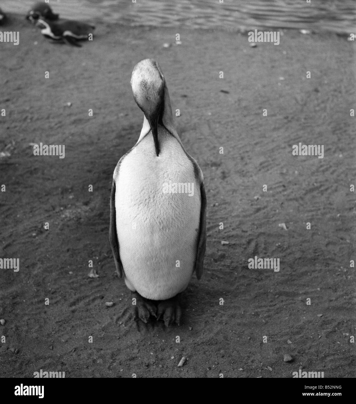 Suffering bird hi-res stock photography and images - Alamy