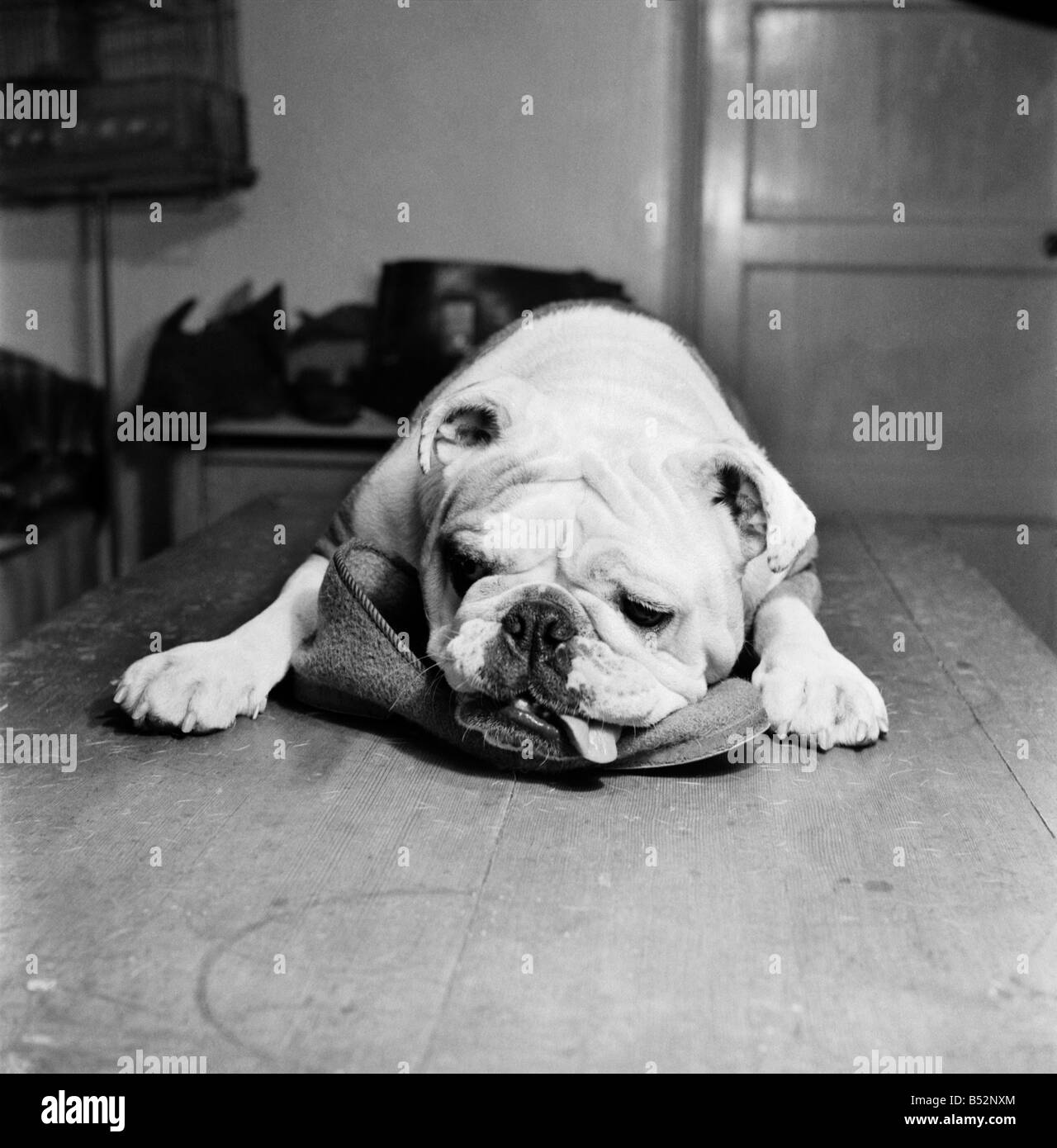 1950s england dog hi-res stock photography and images - Alamy