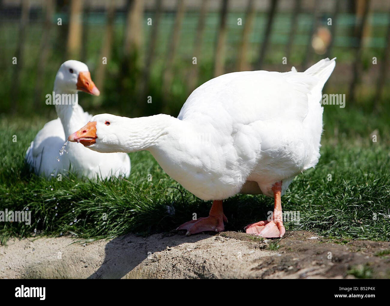 George and Percy the gay geese at Washington s Wildfowl and Wetlands ...