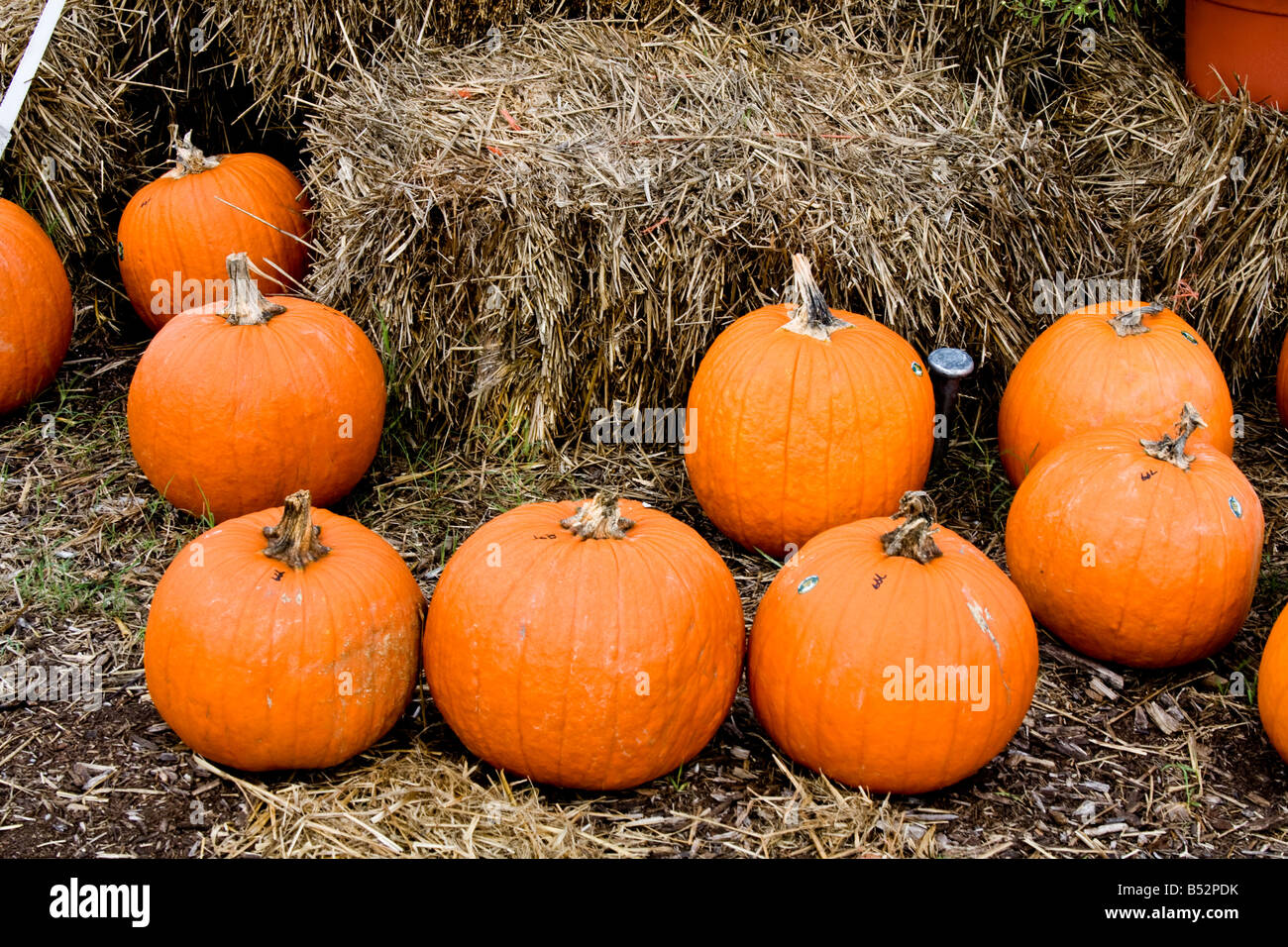 Pumpkins for sale at an outdoor market in autumn Stock Photo - Alamy