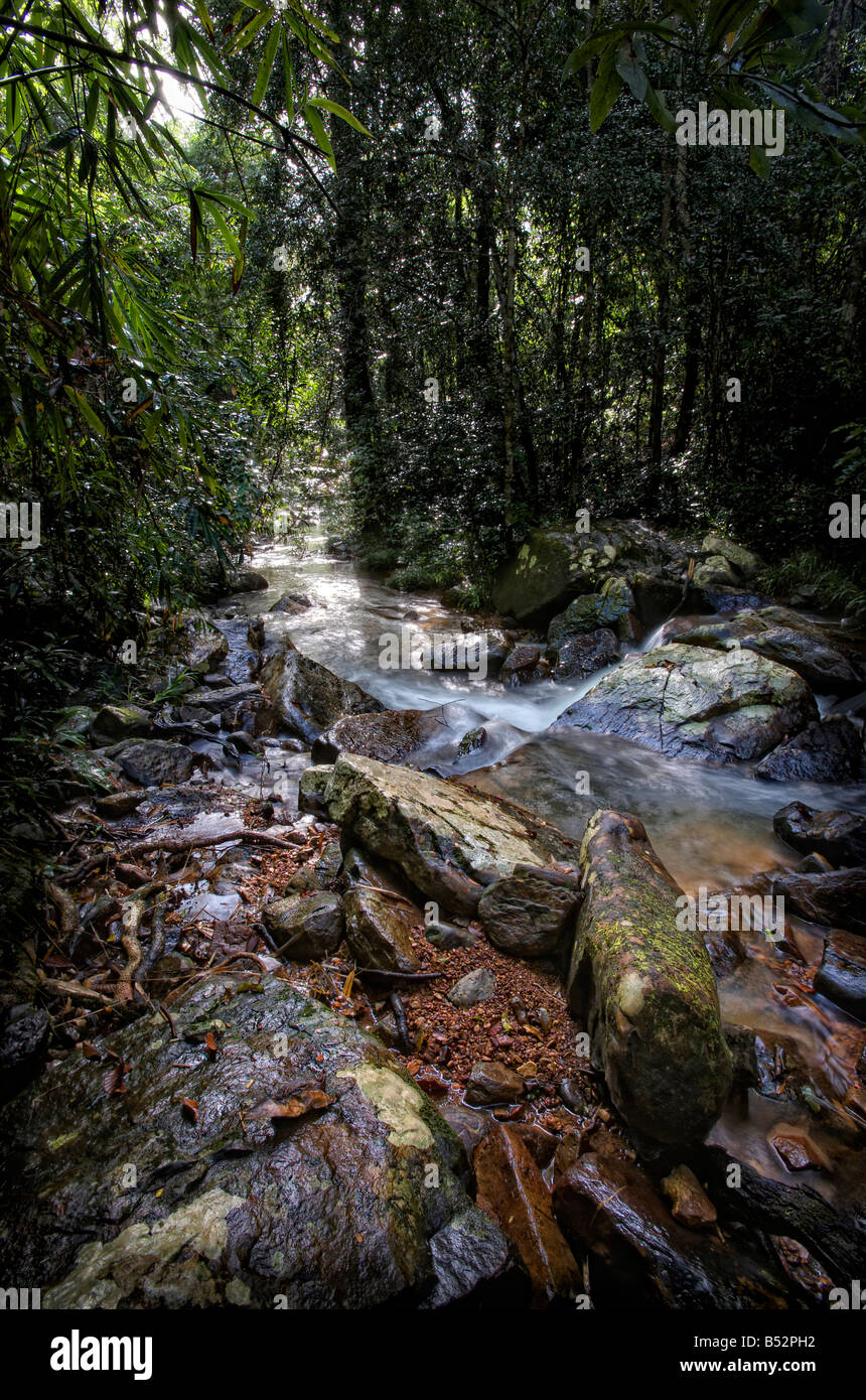 The Huai Nam Yen Forest at Pang Sida National Park in Thailand Stock ...