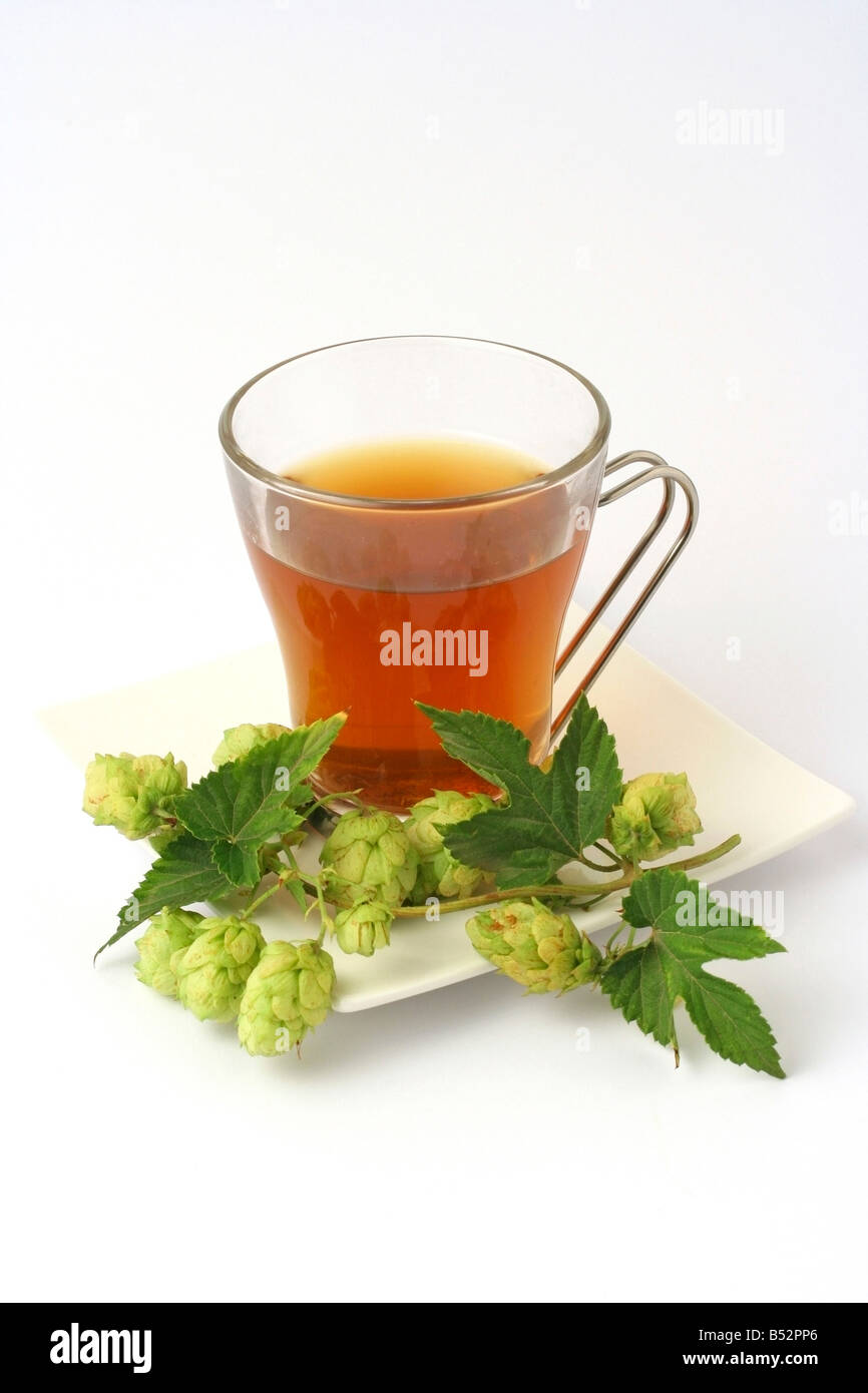 Brewer's hops infusion Humulus lupulus Stock Photo - Alamy