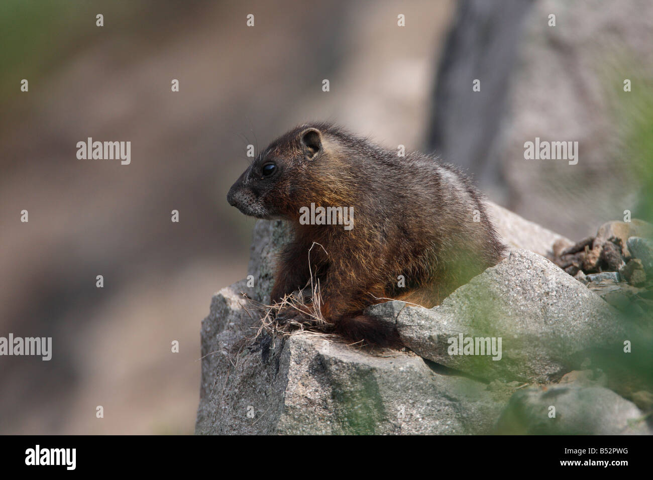 Yellow-bellied Marmot Marmota flaviventris resting on a rock near ...