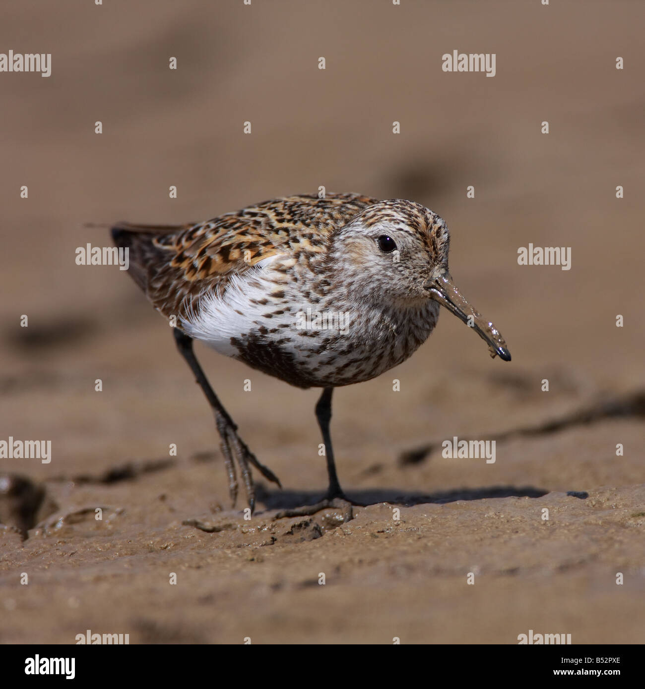 Dunlin uk marsh hi-res stock photography and images - Alamy