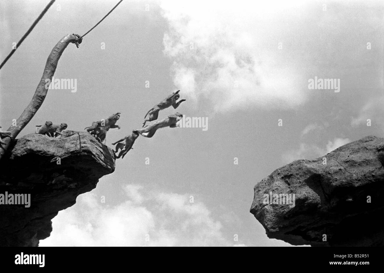 High jumps and long jumps come as very little effort to the monkeys on ...