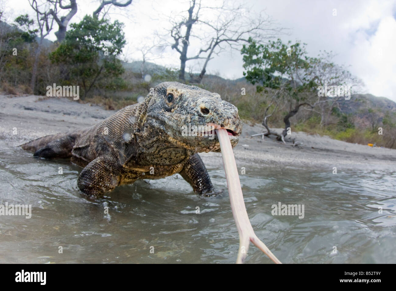 Komodo dragons, Varanus komodoensis, are the worlds largest lizards, Rinca Island, Komodo ...