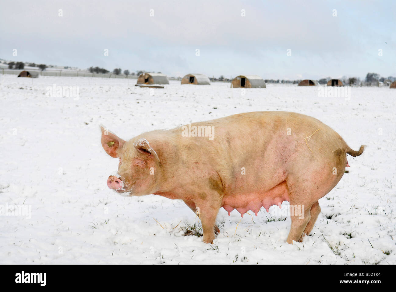 Pig arc hi-res stock photography and images - Alamy