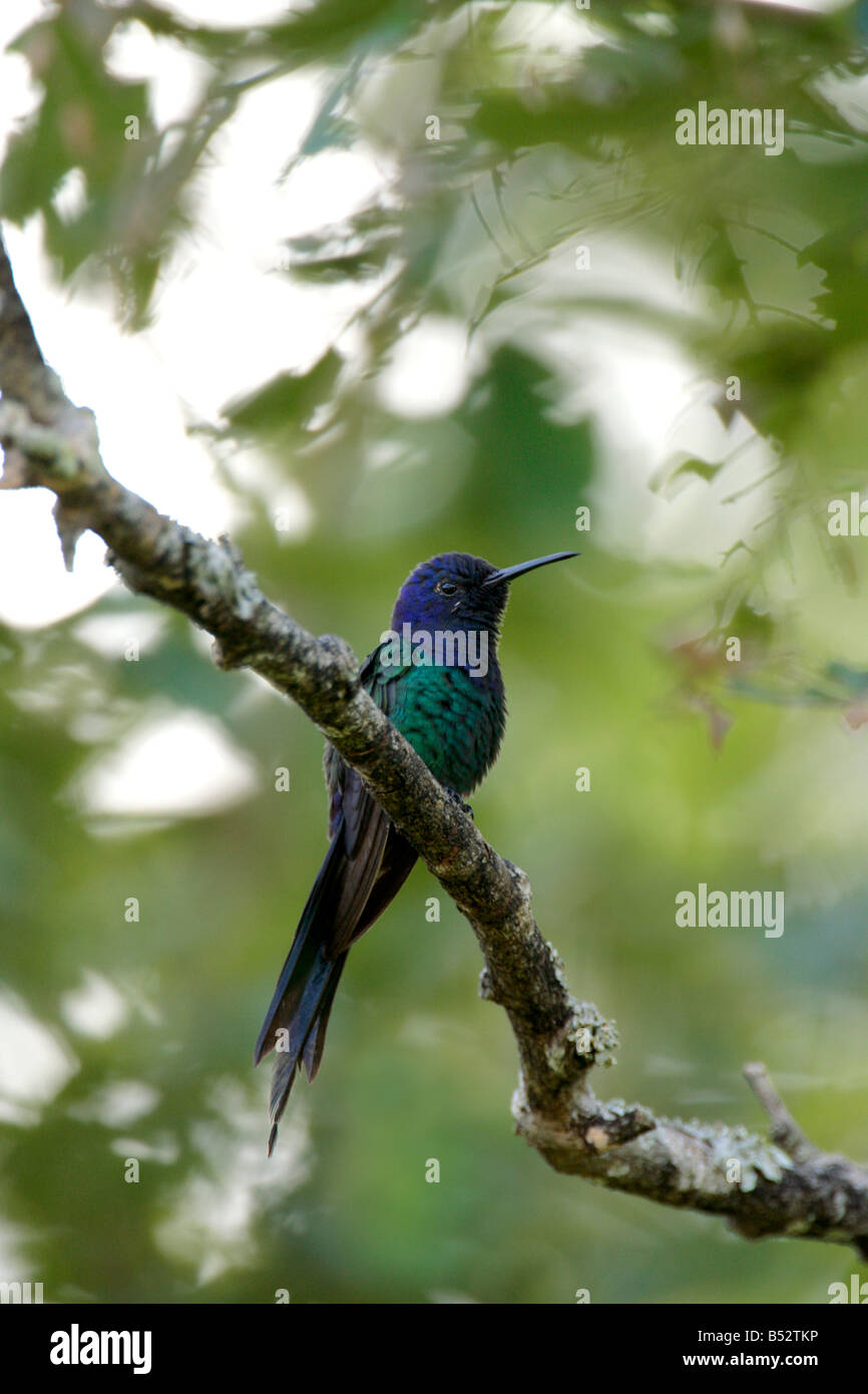 Swallow tailed hummingbird hi-res stock photography and images - Alamy