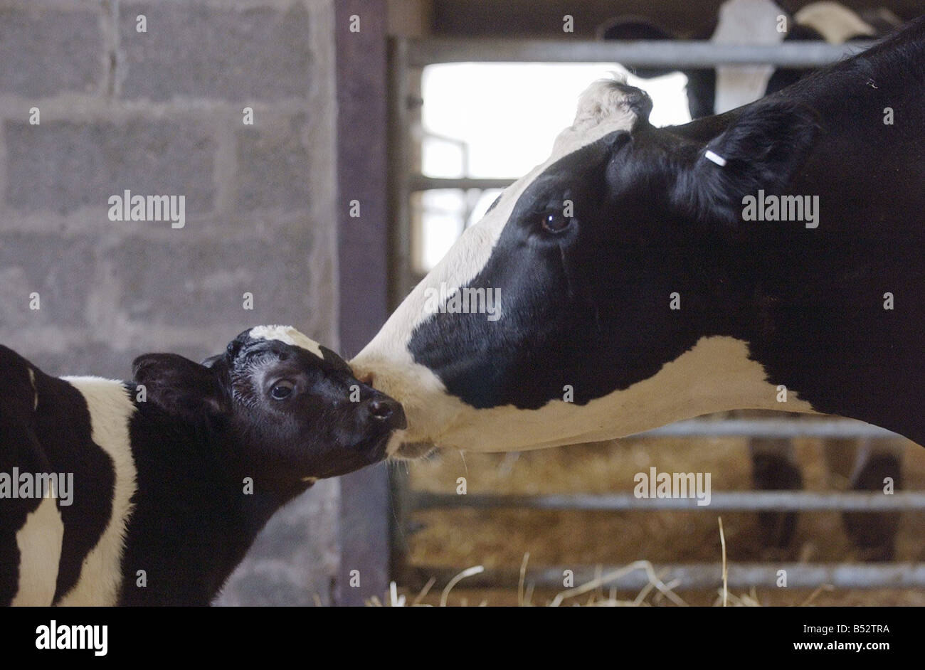 West Ministeracres Farm one of their cows have given birth to triplets ...