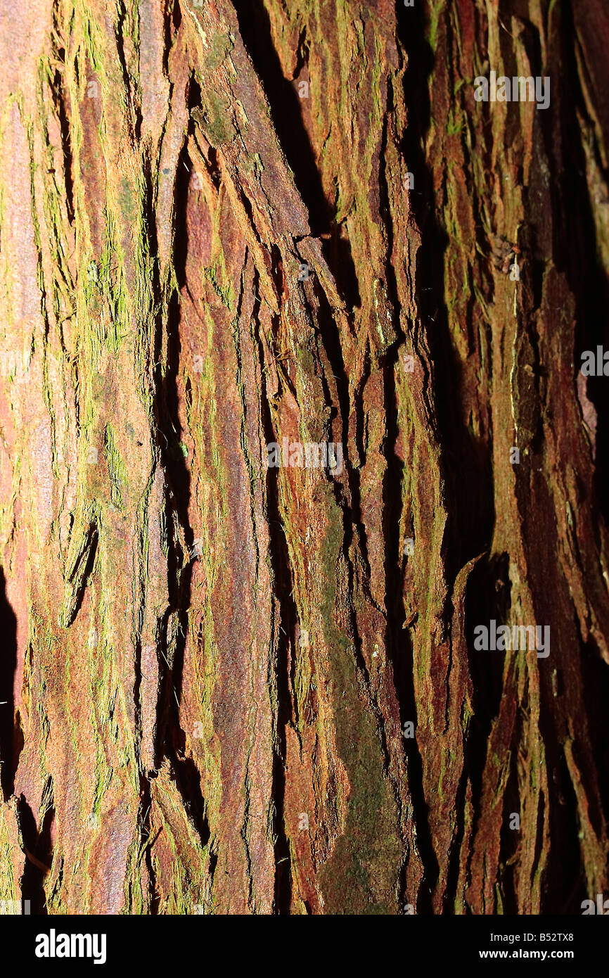 Lawson Cypress tree bark Stock Photo - Alamy