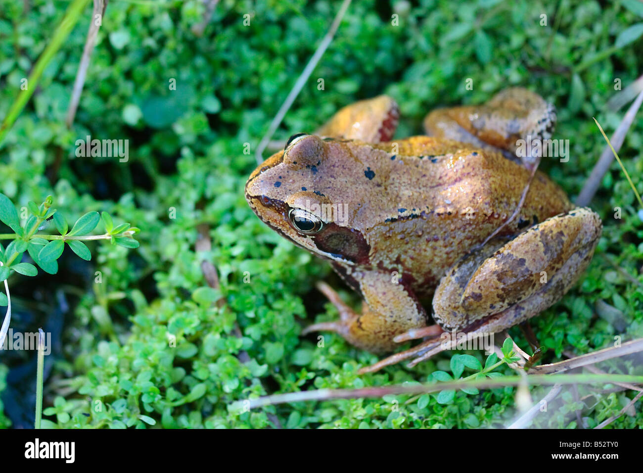 Irish common frog hi-res stock photography and images - Alamy