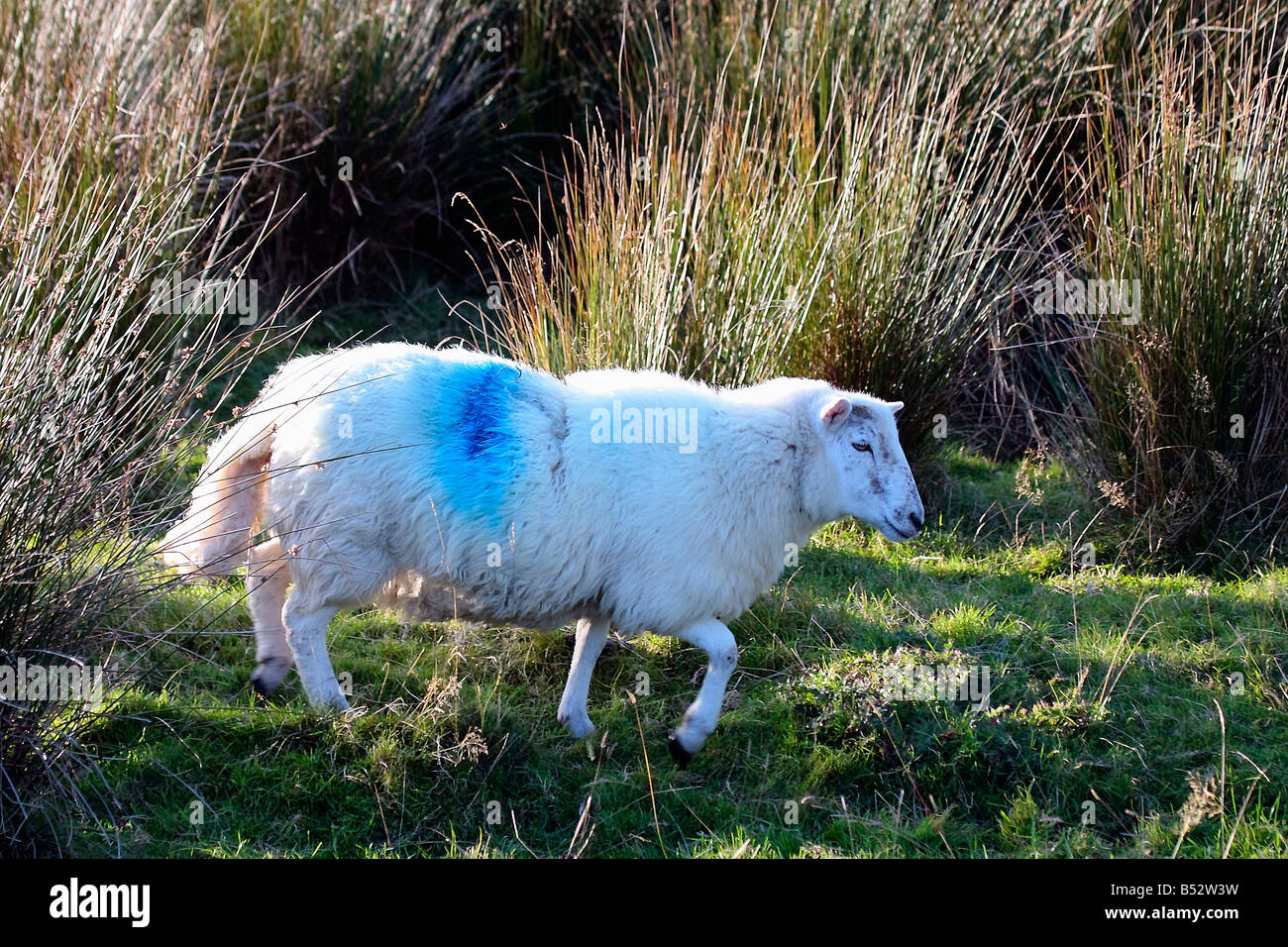 Lamb at pasture Stock Photo - Alamy