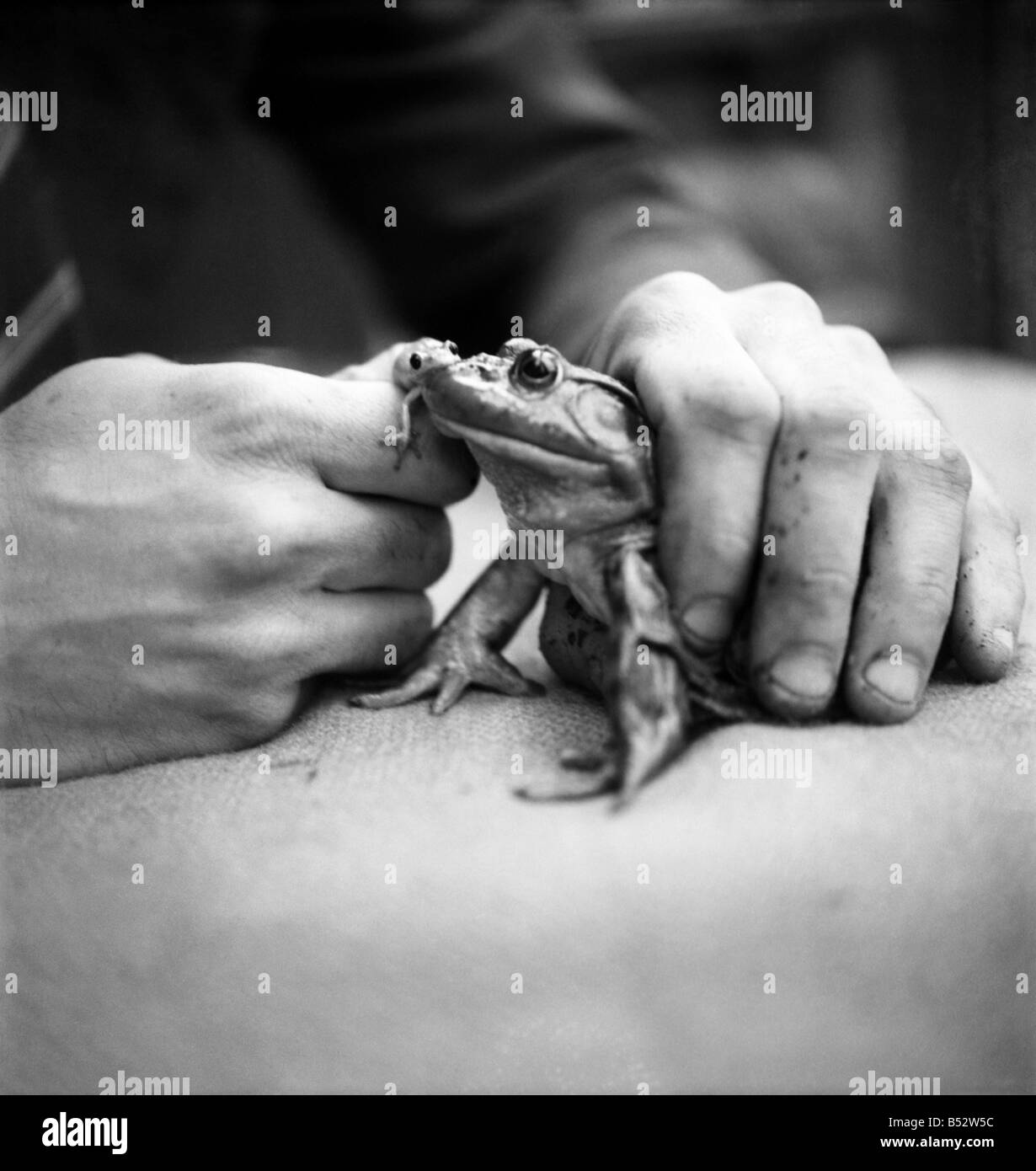 Frogs singing hi-res stock photography and images - Alamy