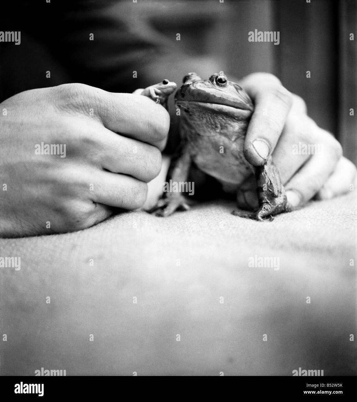 Reptiles frog hi-res stock photography and images - Alamy