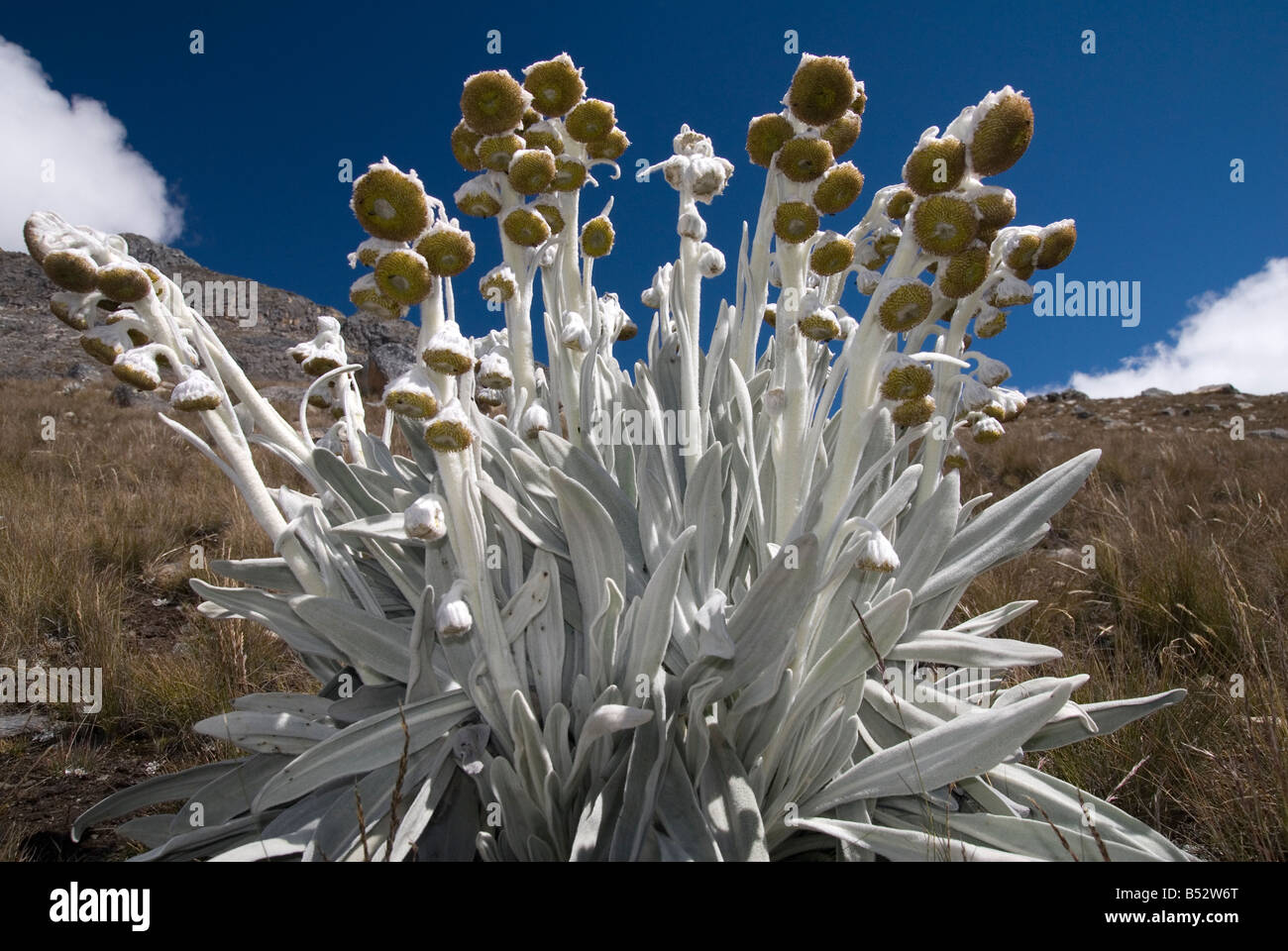 Peruvian national flower hi-res stock photography and images - Alamy