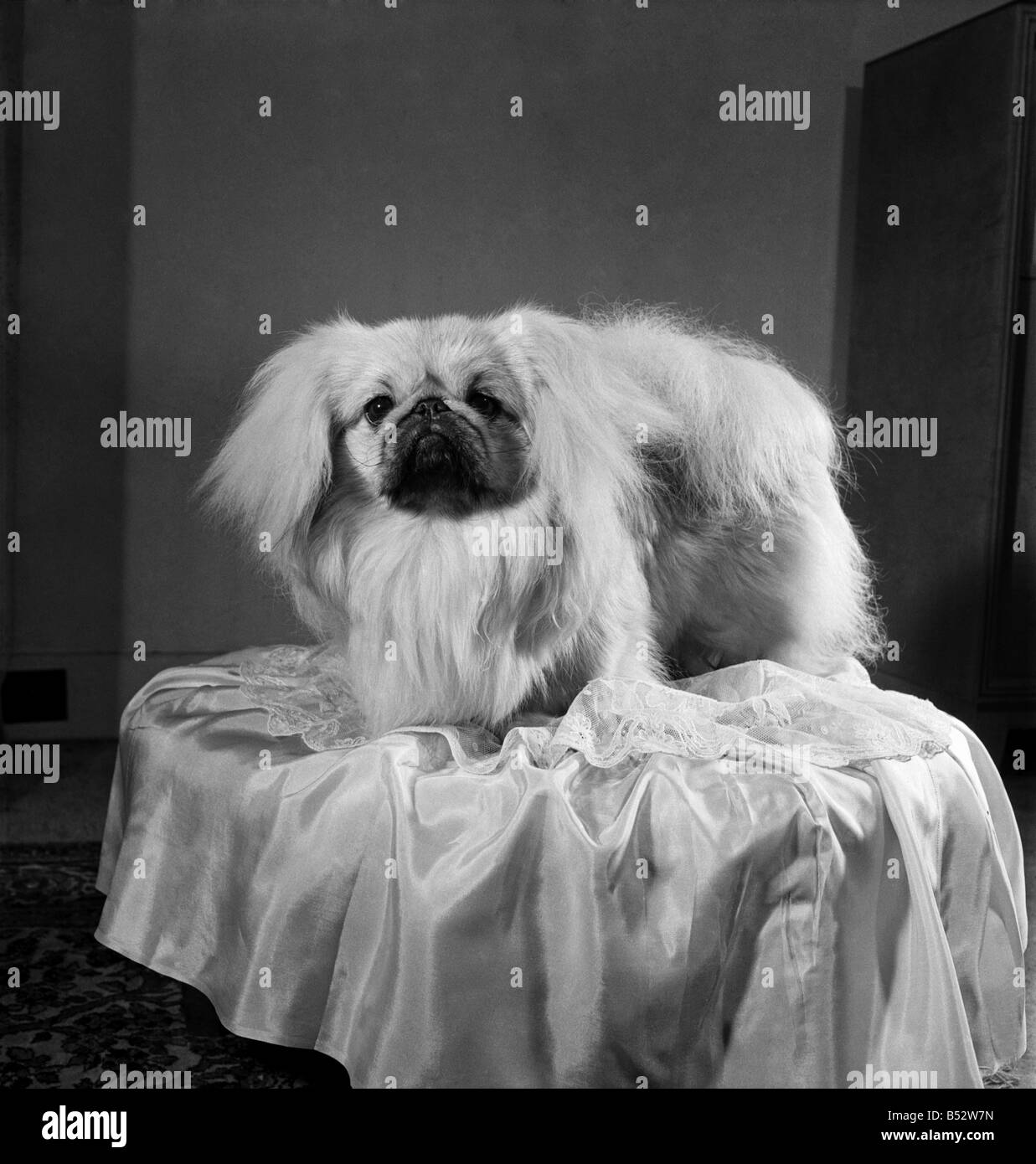 Pekinese dog hi-res stock photography and images - Alamy