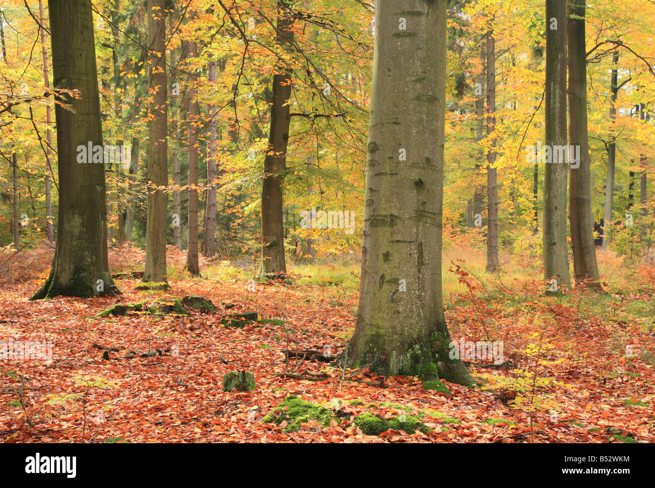 Forest of beech hi-res stock photography and images - Alamy