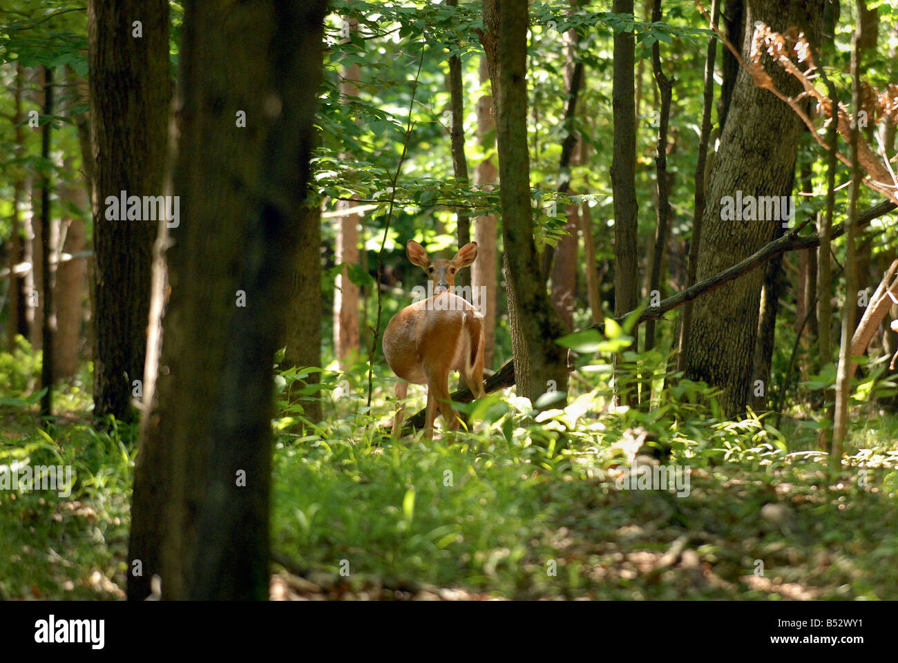 A doe in a forest Stock Photo - Alamy