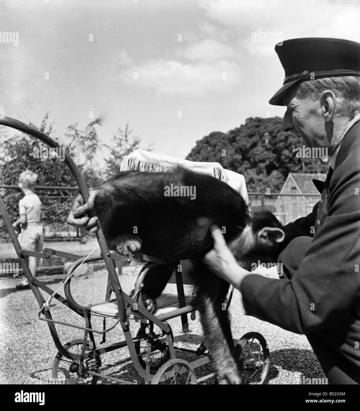 Chessington Zoo. Chimpanzee. "Mrs Murphy" seen here touring the zoo in ...