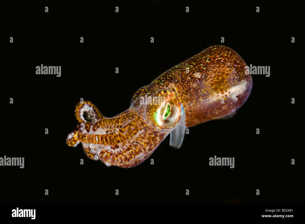Bobtail squid, Euprymna berryi, Komodo, Indonesia Stock Photo - Alamy