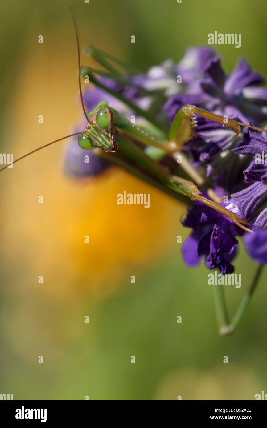 Common praying Mantis Stock Photo - Alamy
