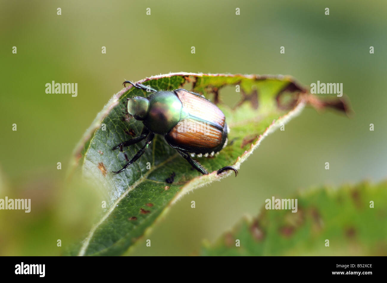 Japanese beetle popillia japonica hi-res stock photography and images ...