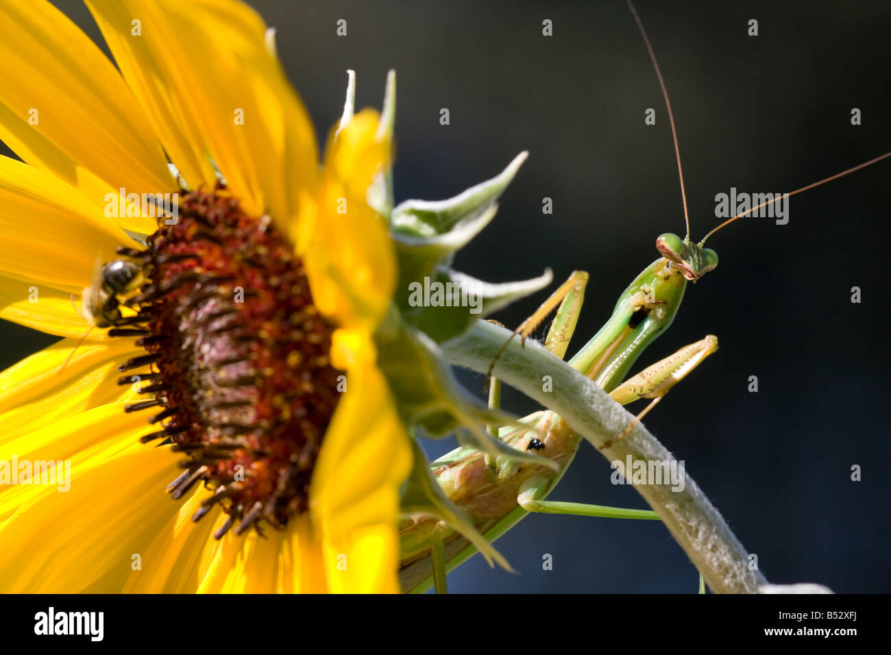 Common praying Mantis Stock Photo - Alamy
