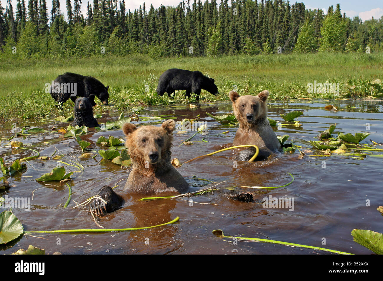 Grizzly Black Bears cooling off together in lily pond Southcentral ...