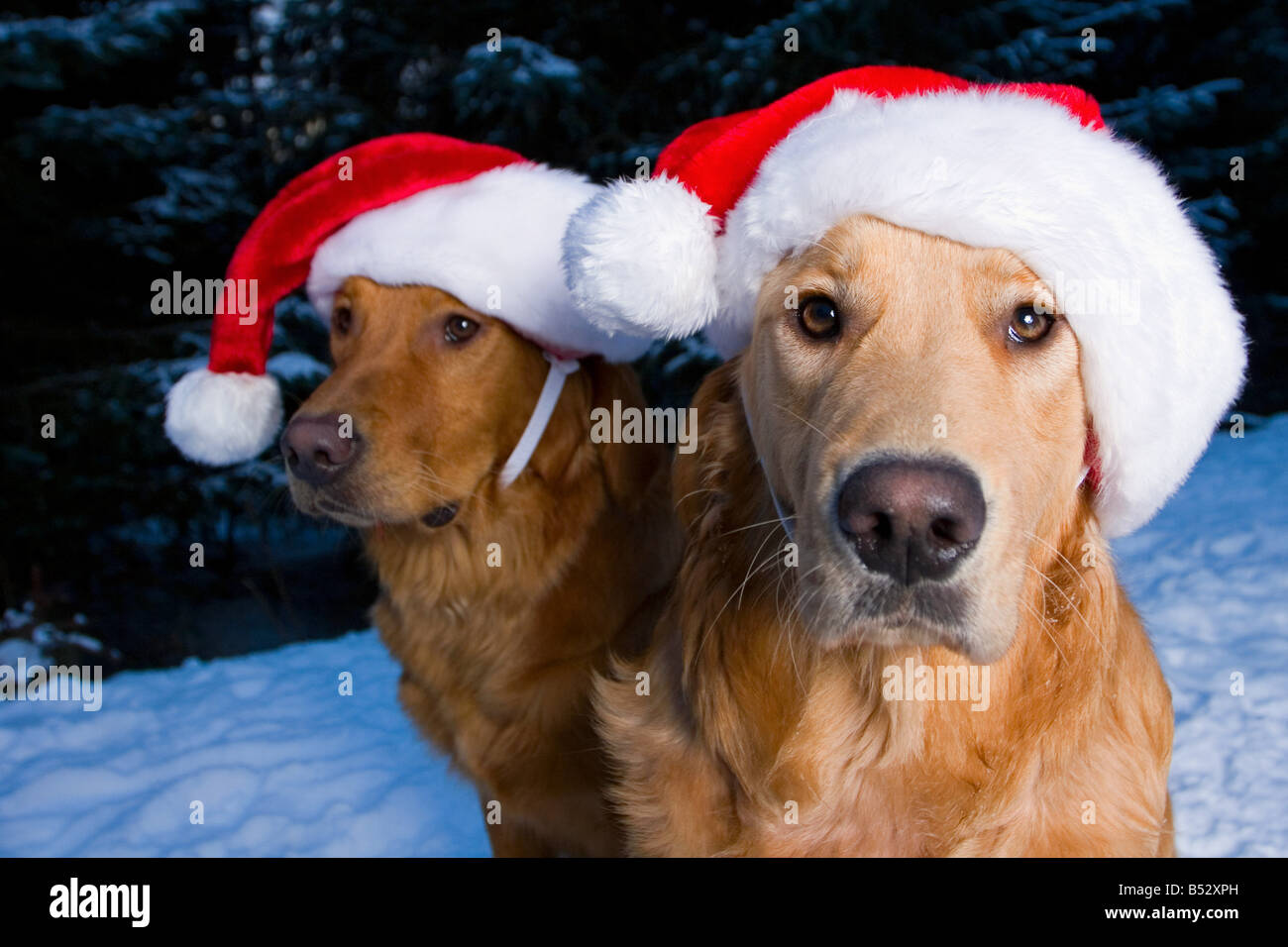 Are Golden Retrievers Outside Dogs