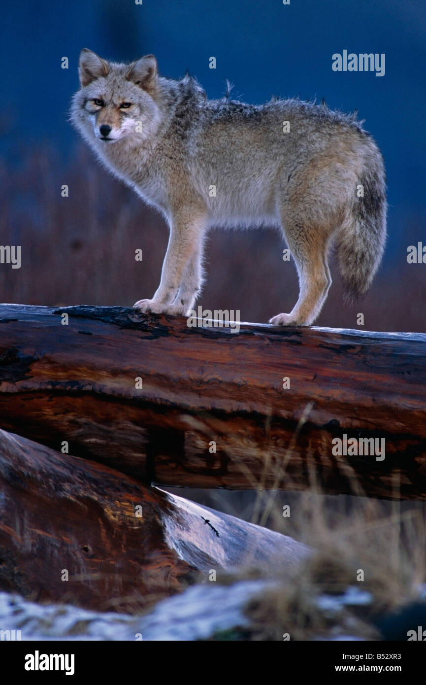 Coyote Standing on Log Alaska Wildlife Conservation Center Winter SC ...