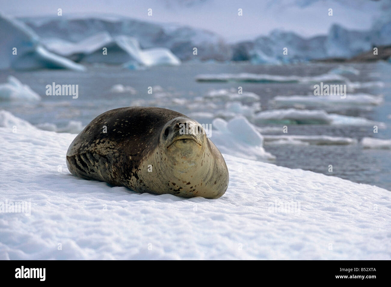 Leopard Seal laying on ice pack Antarctica Summer Stock Photo - Alamy