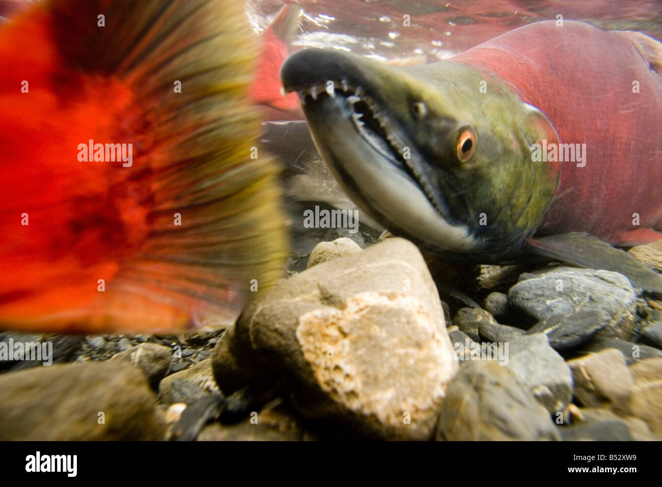 Close up underwater view of Sockeye Red Salmon in spawning phase Bear ...