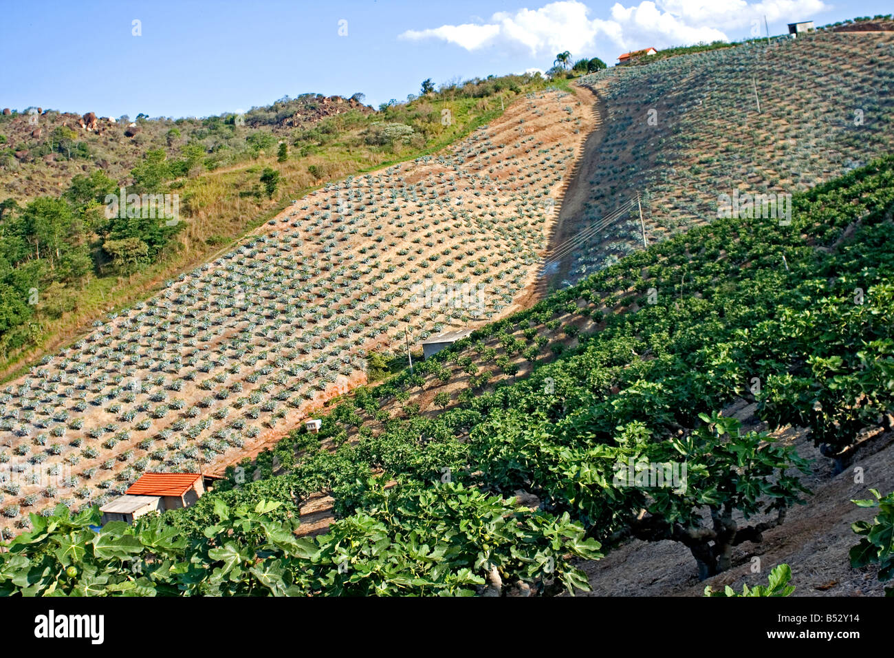 Fig Tree Plantation High Resolution Stock Photography and Images - Alamy