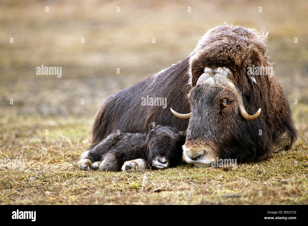 An adult Musk Ox and calf laying down at the Alaska Wildlife Conservation Center near Portage ...