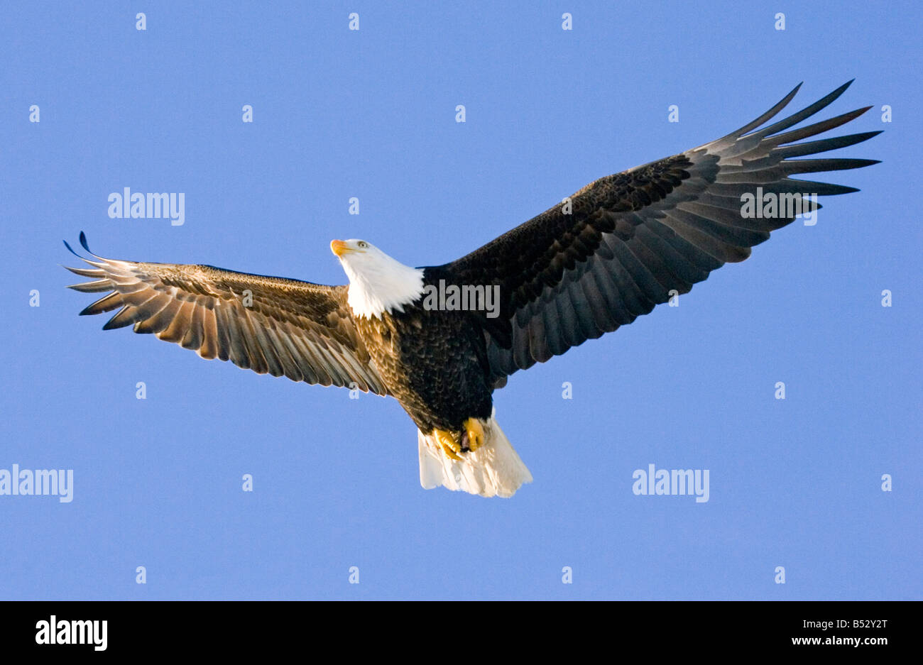 Mid air flight hi-res stock photography and images - Alamy
